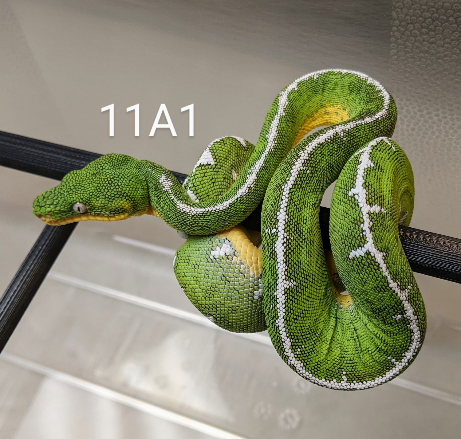 Emerald Amazon Basin Tree Boa by GS Reptiles - MorphMarket