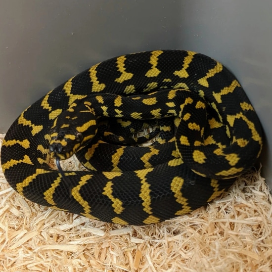 Pure Jungle Jungle Carpet Python by GS Reptiles