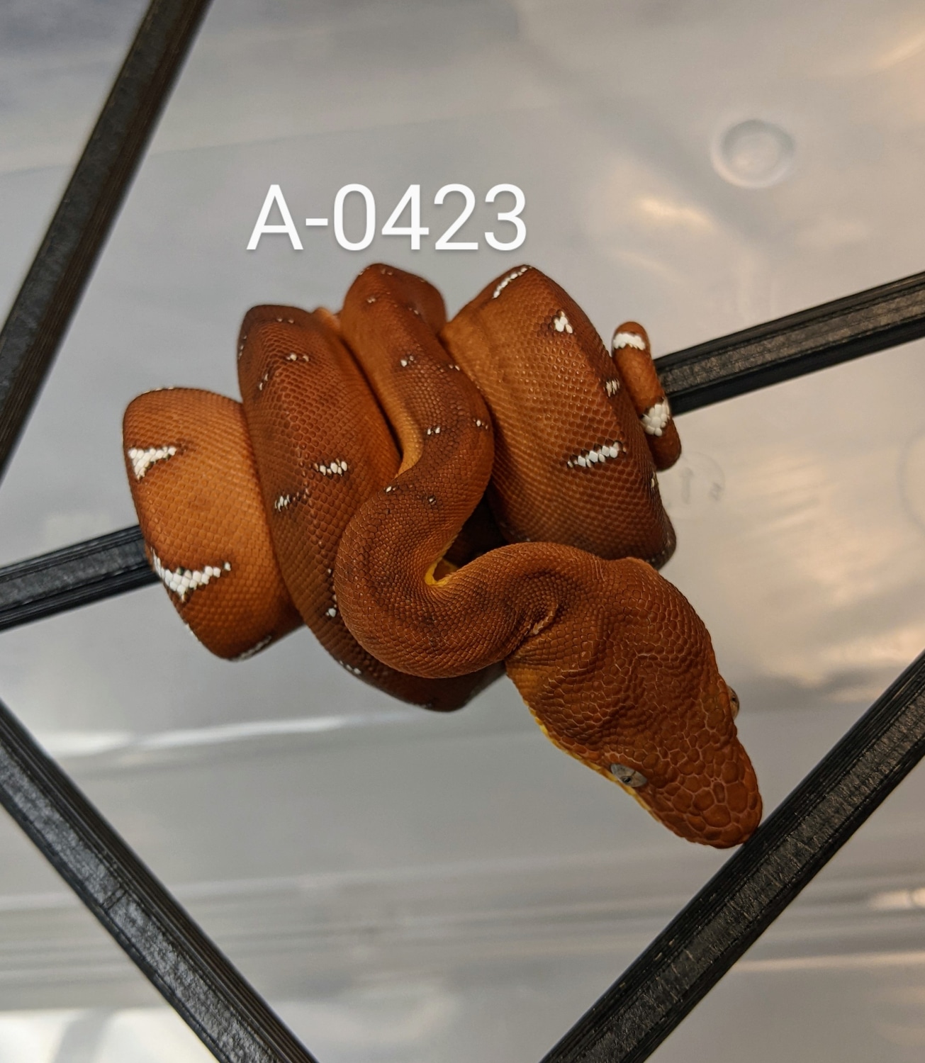 Emerald Amazon Basin Tree Boa by GS Reptiles - MorphMarket