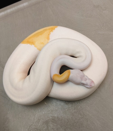 Candy Pinto Piebald Ball Python by GS Reptiles