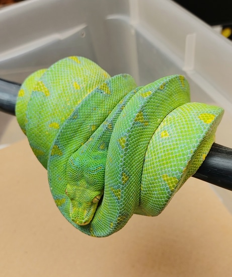 Manokwari Male Green Tree Python by GS Reptiles