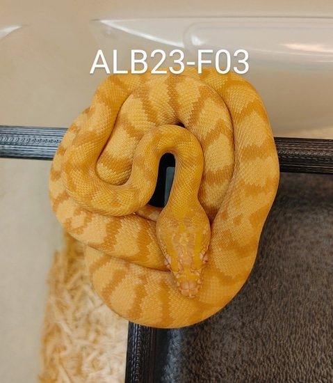 Albino Female Carpet Darwin Carpet Python by GS Reptiles