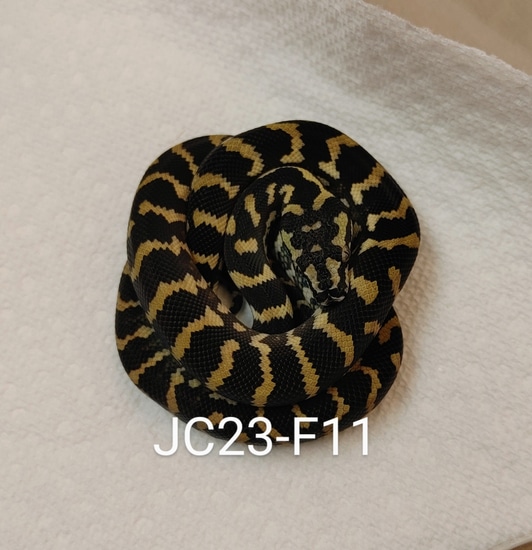 Jungle Female Jungle Carpet Python by GS Reptiles