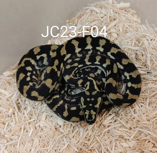 Pure JCP Female Jungle Carpet Python by GS Reptiles