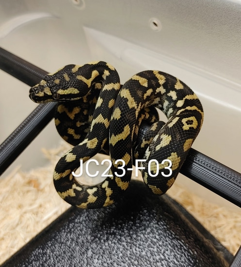 Pure JCP Female Jungle Carpet Python by GS Reptiles