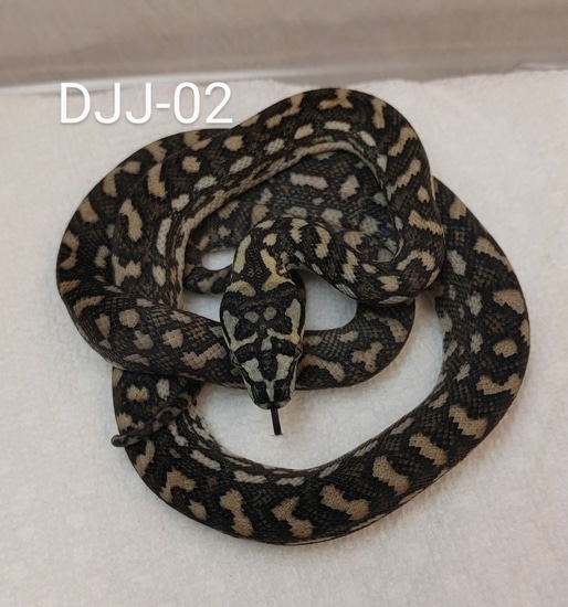75% Diamond Jungle Jag Sibling Other Carpet Python by GS Reptiles