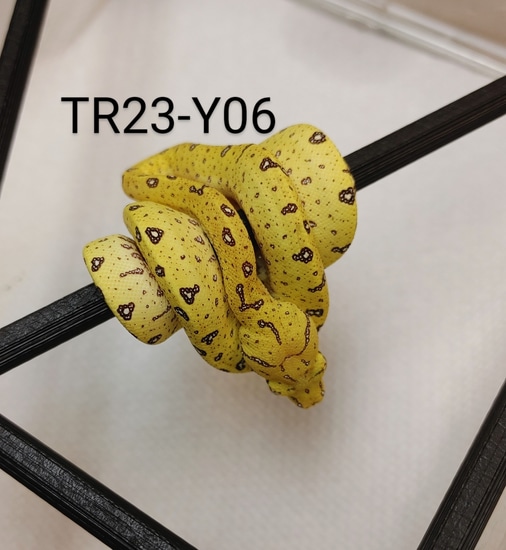Timika Outcross Green Tree Python by GS Reptiles