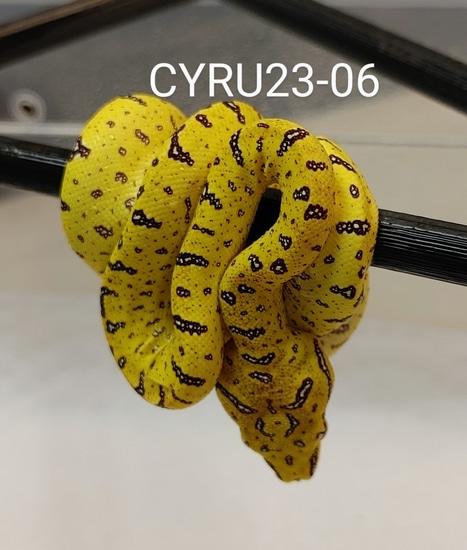 Yellow Cyclops Outcross Green Tree Python by GS Reptiles