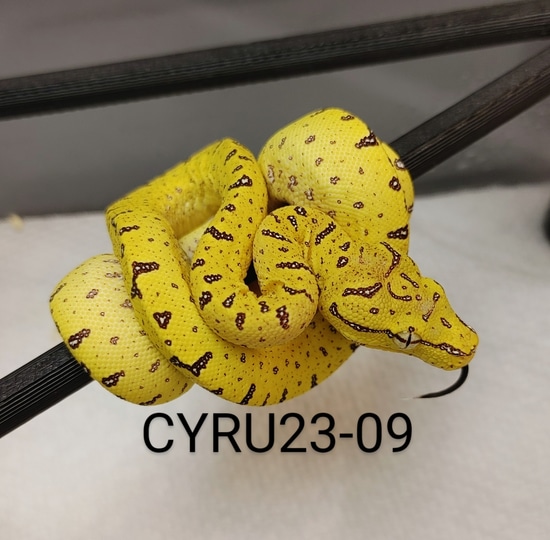 Yellow Cyclops Outcross Green Tree Python by GS Reptiles