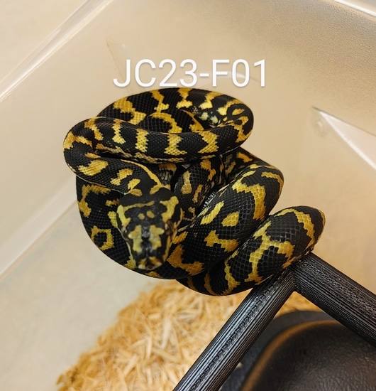 Pure JCP Female Jungle Carpet Python by GS Reptiles