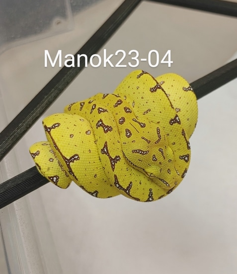 Captive Hatched Manokwari Green Tree Python by GS Reptiles