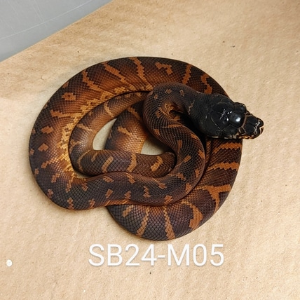 GS Reptiles - MorphMarket