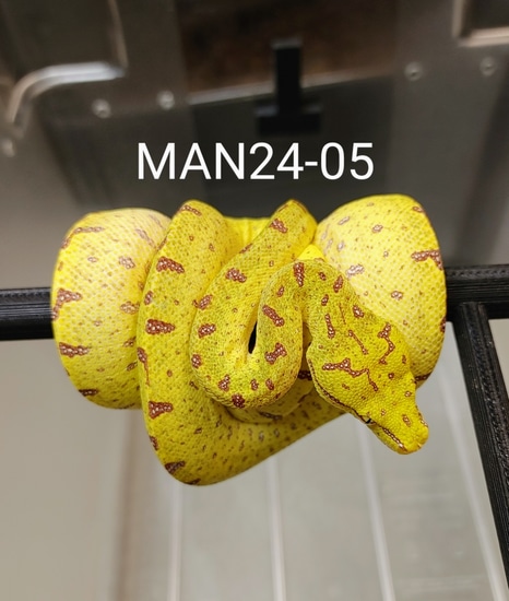 CH Manokwari Yearling Green Tree Python by GS Reptiles