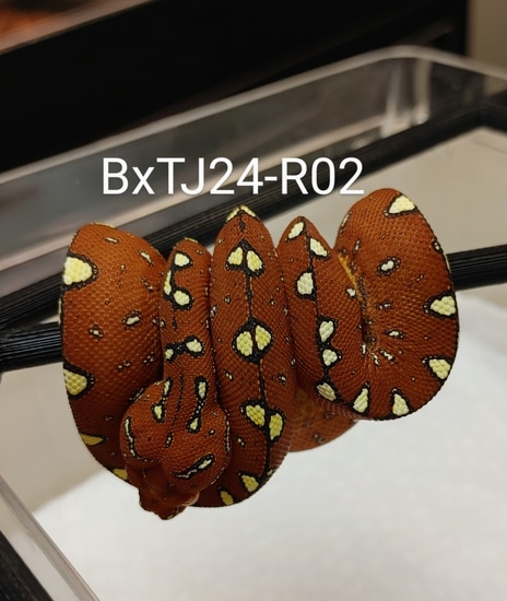 Biak X Timika/Jayapura Baby Green Tree Python by GS Reptiles