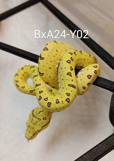 Biak X Aru Baby Green Tree Python by GS Reptiles