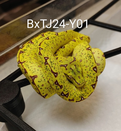 Biak X Timika/Jayapura Baby Green Tree Python by GS Reptiles