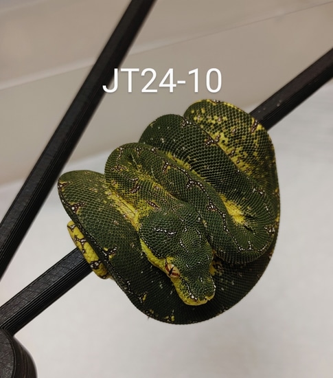 Jayapura X Timika Baby Green Tree Python by GS Reptiles