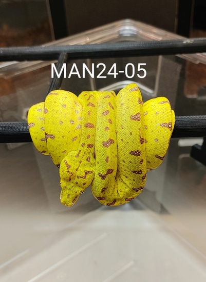 2024 Manokwari Male Green Tree Python by GS Reptiles