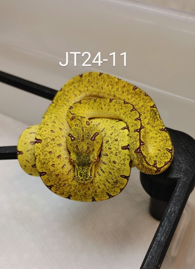Jayapura X Timika Baby Green Tree Python by GS Reptiles
