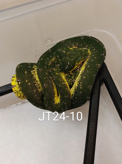 Jayapura X Timika Baby Green Tree Python by GS Reptiles