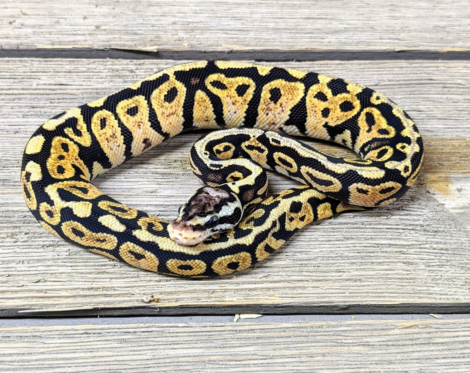 Black Head Spotnose Pastel Ball Python by Setto Snake - MorphMarket
