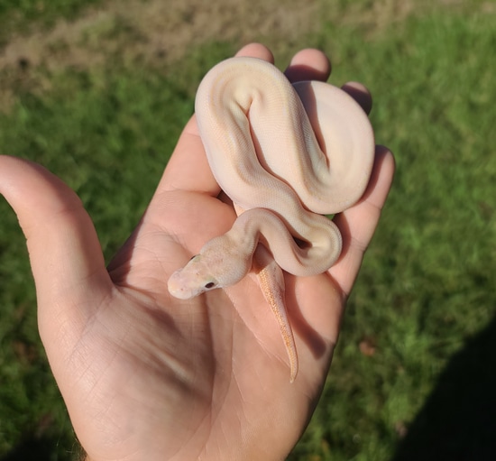 Banana Ivory Ball Python by Setto Snake