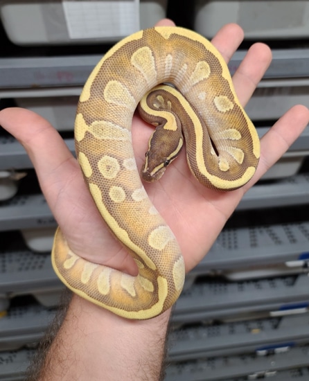 Od Enchi Fire Mojave Ball Python by Setto Snake