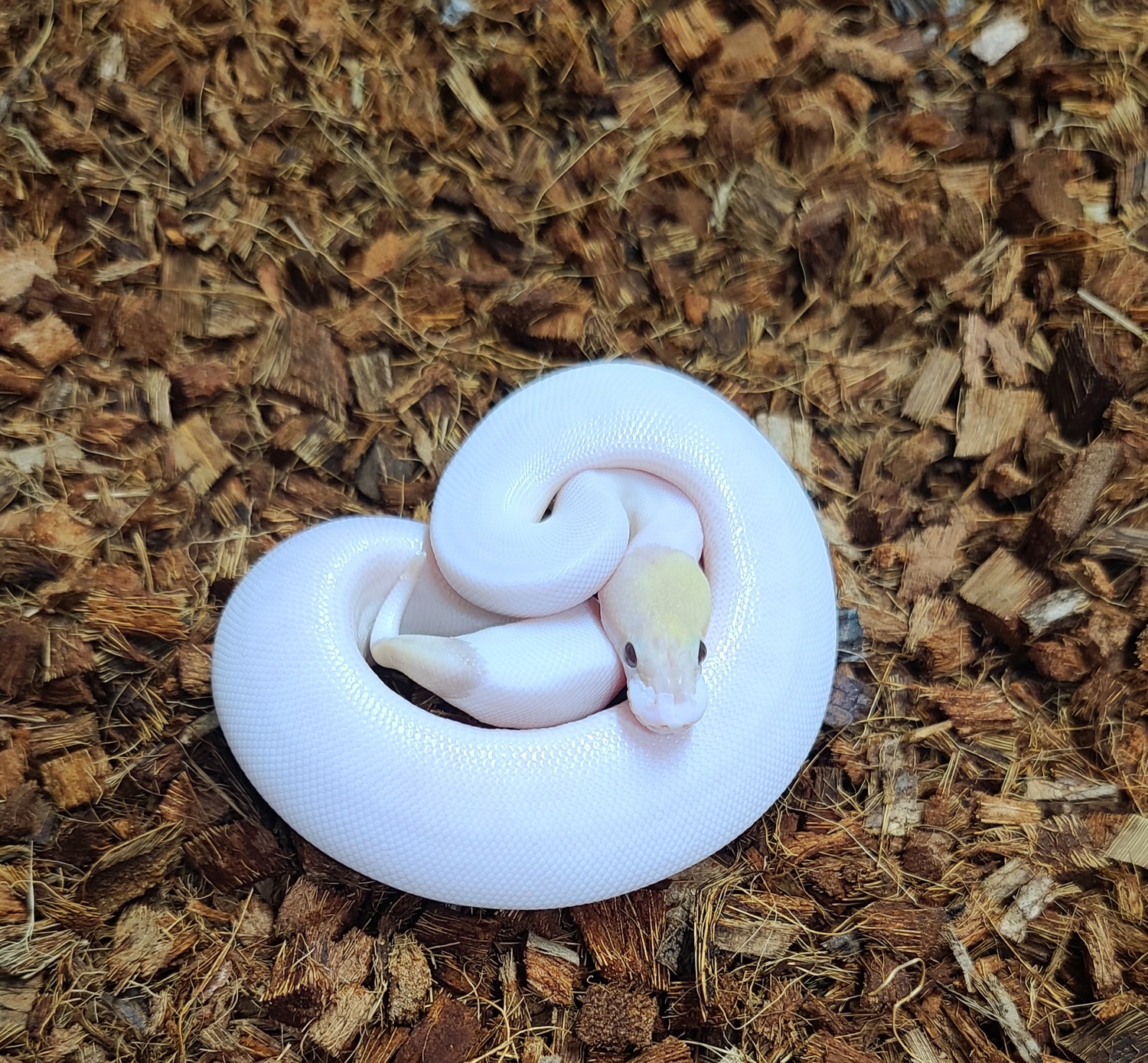 Banana Pewter Pied Ball Python by Sett-O Balls - MorphMarket