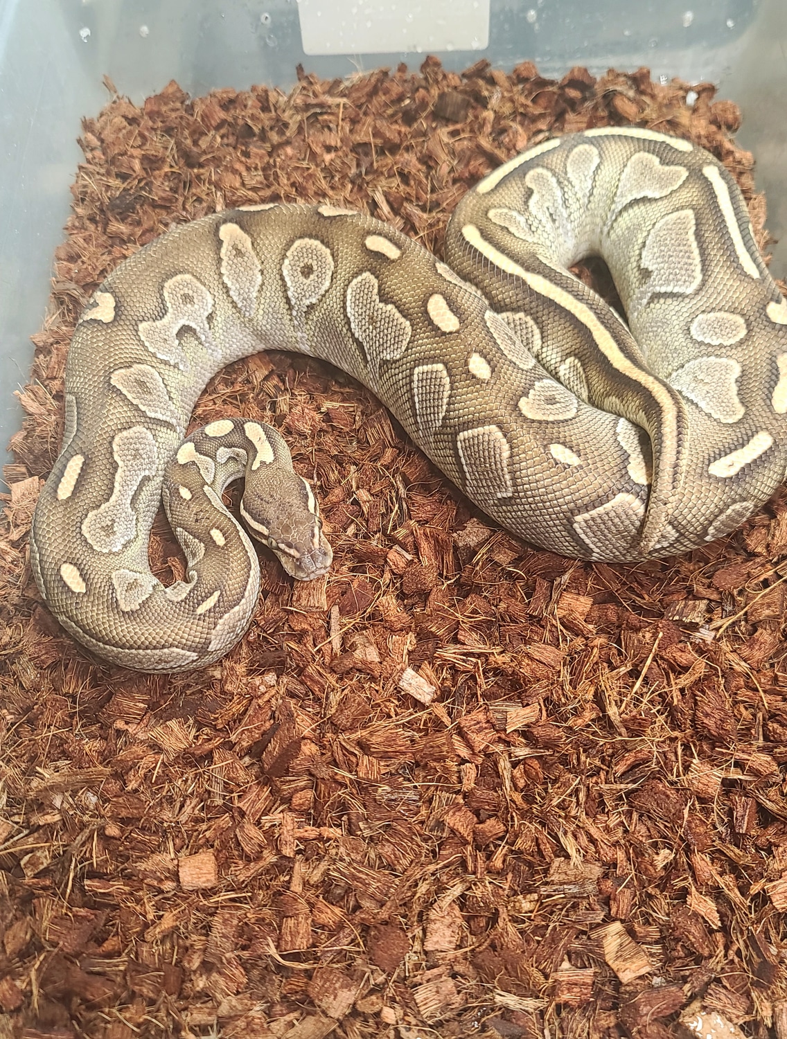 Black Head Lesser Red Gene Ball Python by Setto Snake - MorphMarket