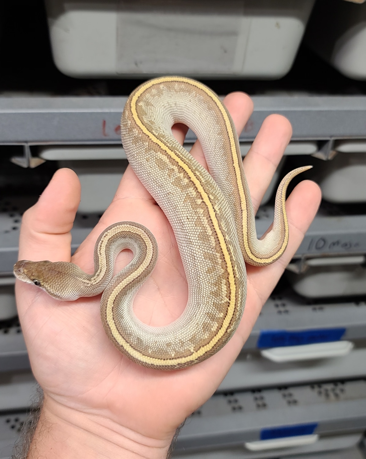Black Head Lesser Bongo Pin Ball Python by Setto Snake - MorphMarket