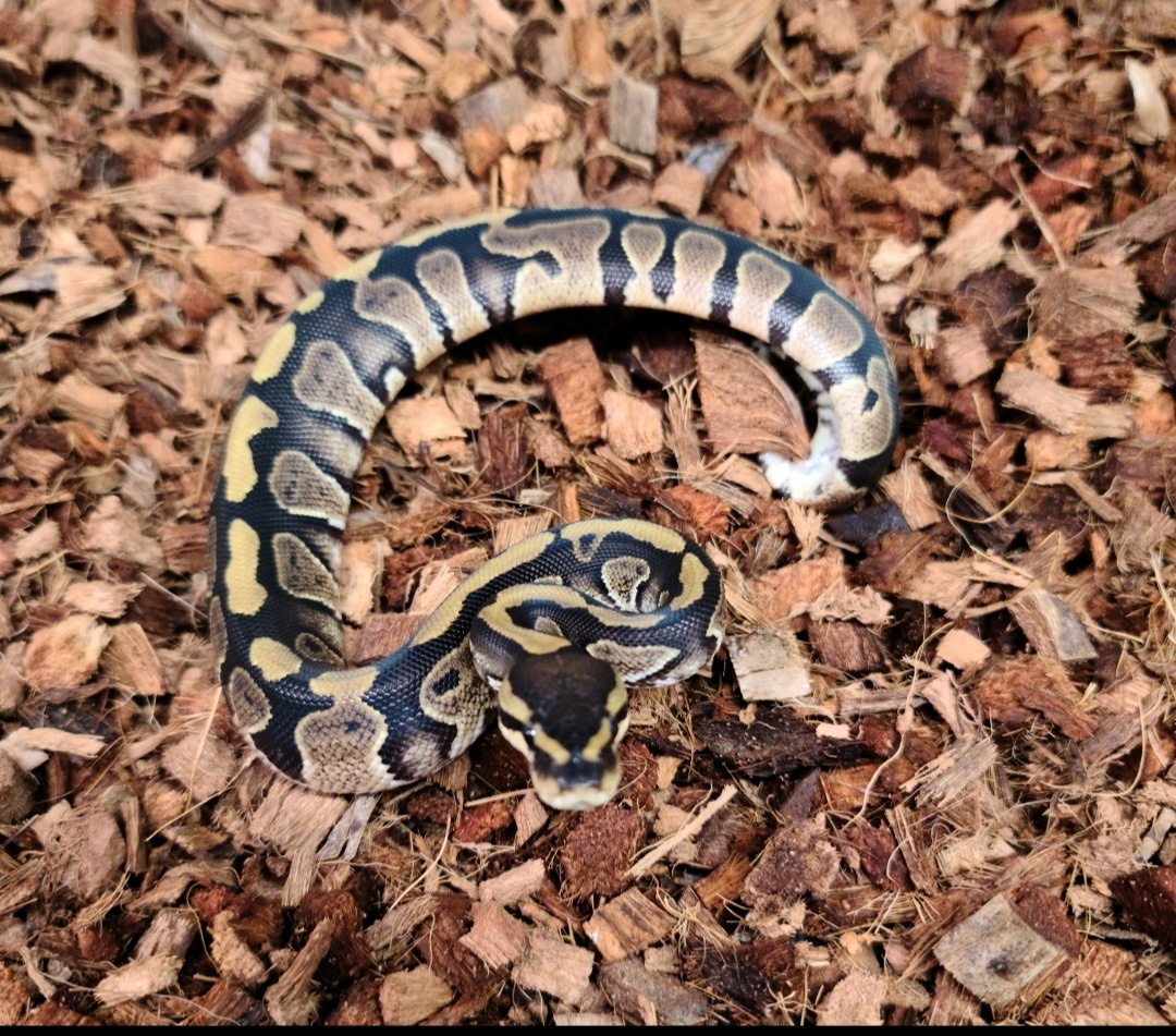 Wookie Ball Python by Setto Snake - MorphMarket