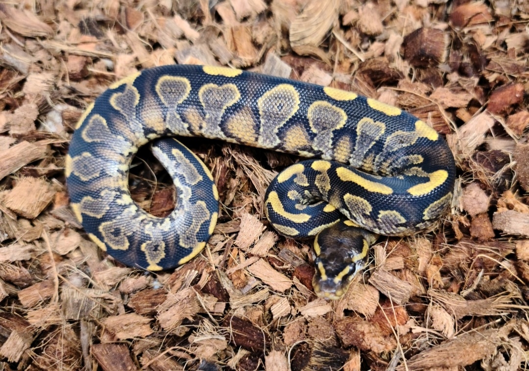 Mahogany Calico Yb Ball Python by Setto Snake - MorphMarket