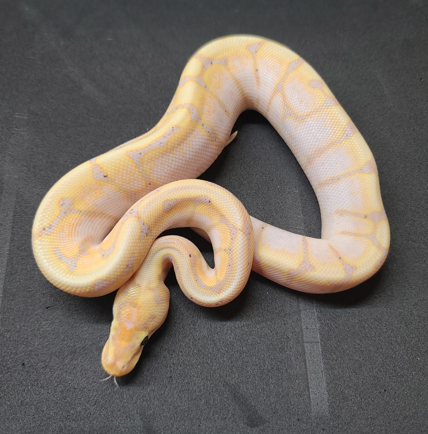 Banana Spider Ball Python by Setto Snake - MorphMarket