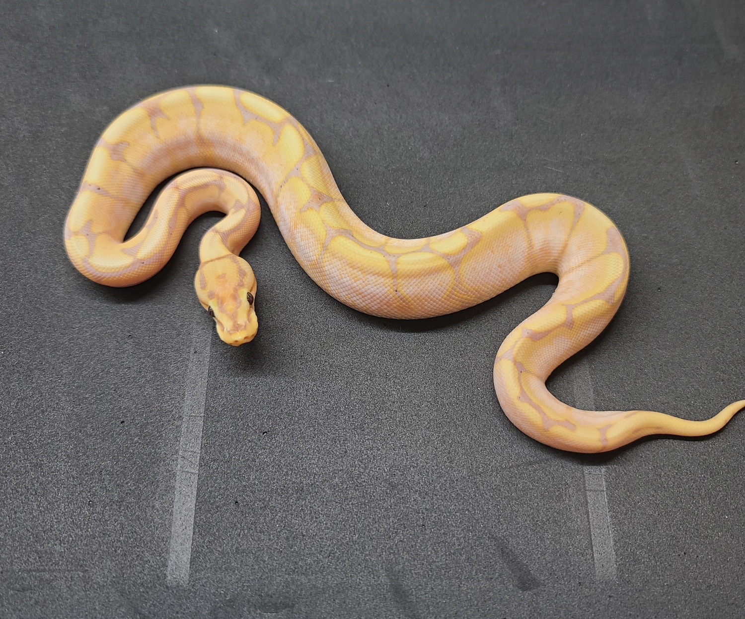 Banana Spider Ball Python by Setto Snake - MorphMarket