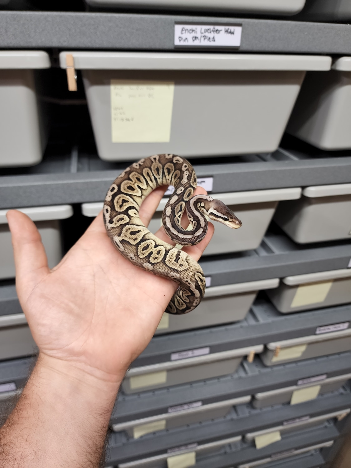 Vanilla Pewter Ball Python by Setto Snake - MorphMarket