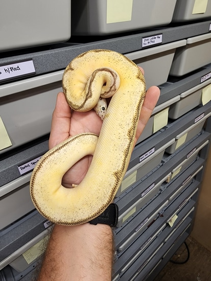 Od Firefly Blade Spider Clown Ball Python by Setto Snake