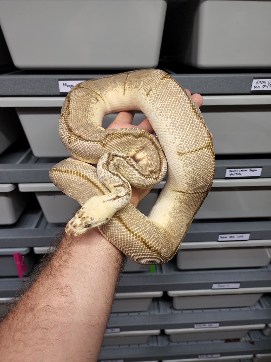 Bumblebee Clown Ball Python by Setto Snake - MorphMarket