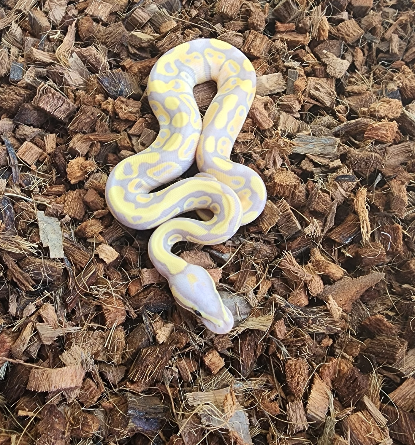 Banana Yellow Belly/specter Ball Python by Setto Snake - MorphMarket
