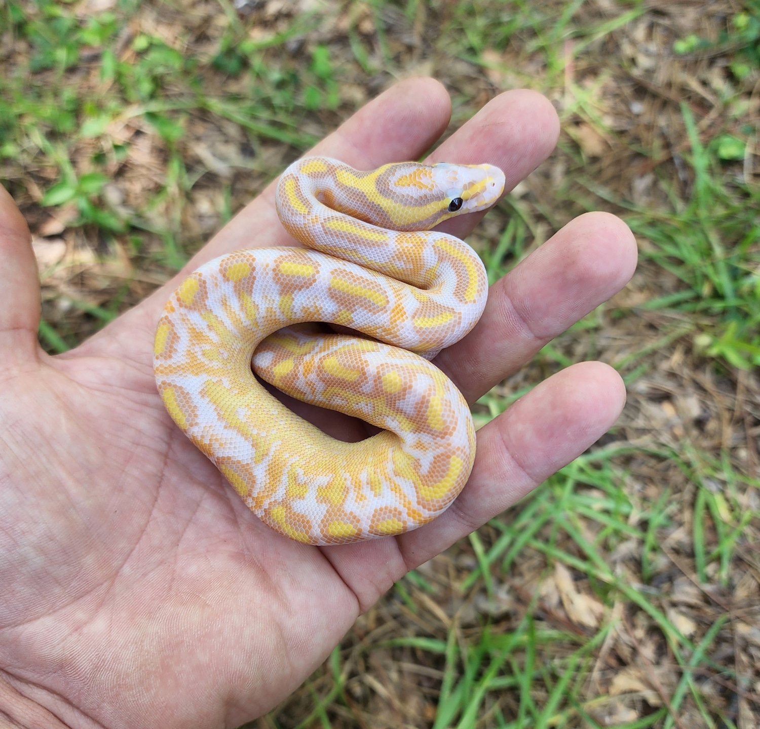 Banana Enchi Freeway Ball Python by Setto Snake - MorphMarket