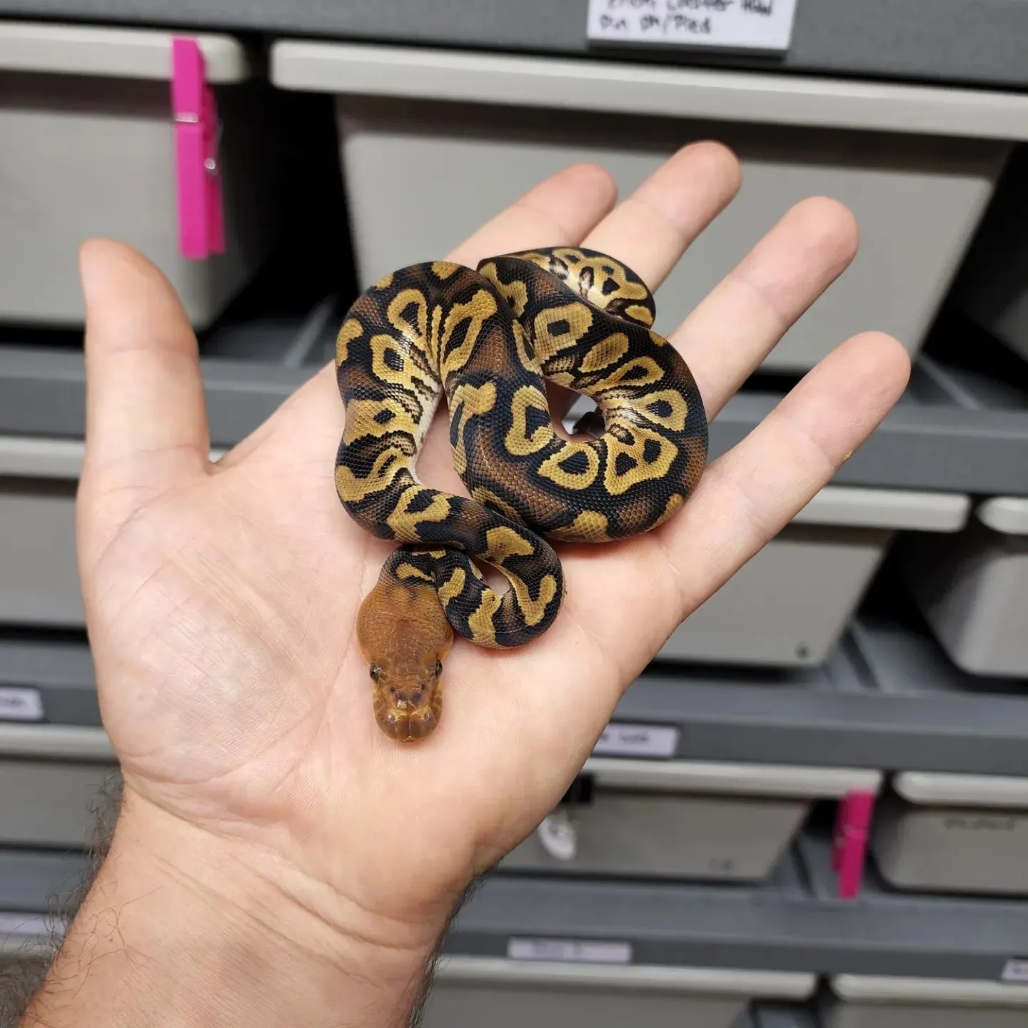 Cypress Clown Ball Python by Setto Snake - MorphMarket