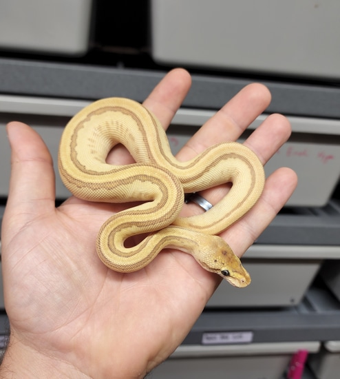 Lesser Leo Fire Od Pin 66% Het Clown Ball Python by Setto Snake