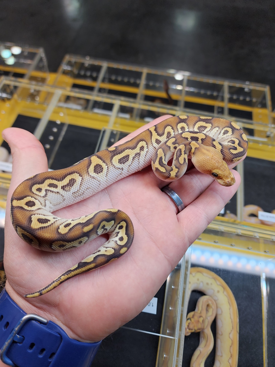 Mojave Cypress Poss Yellow Belly Clown Ball Python by Setto Snake ...