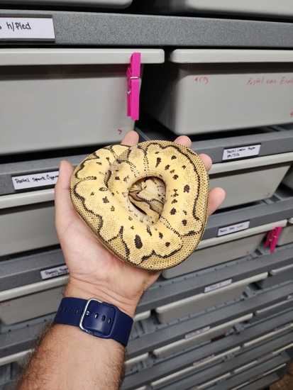 Od Firefly Blade Clown Ball Python by Setto Snake