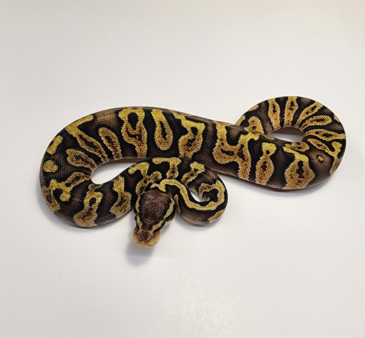Pastel Ghi Het Desert Ghost Ball Python by Sett-O Balls - MorphMarket