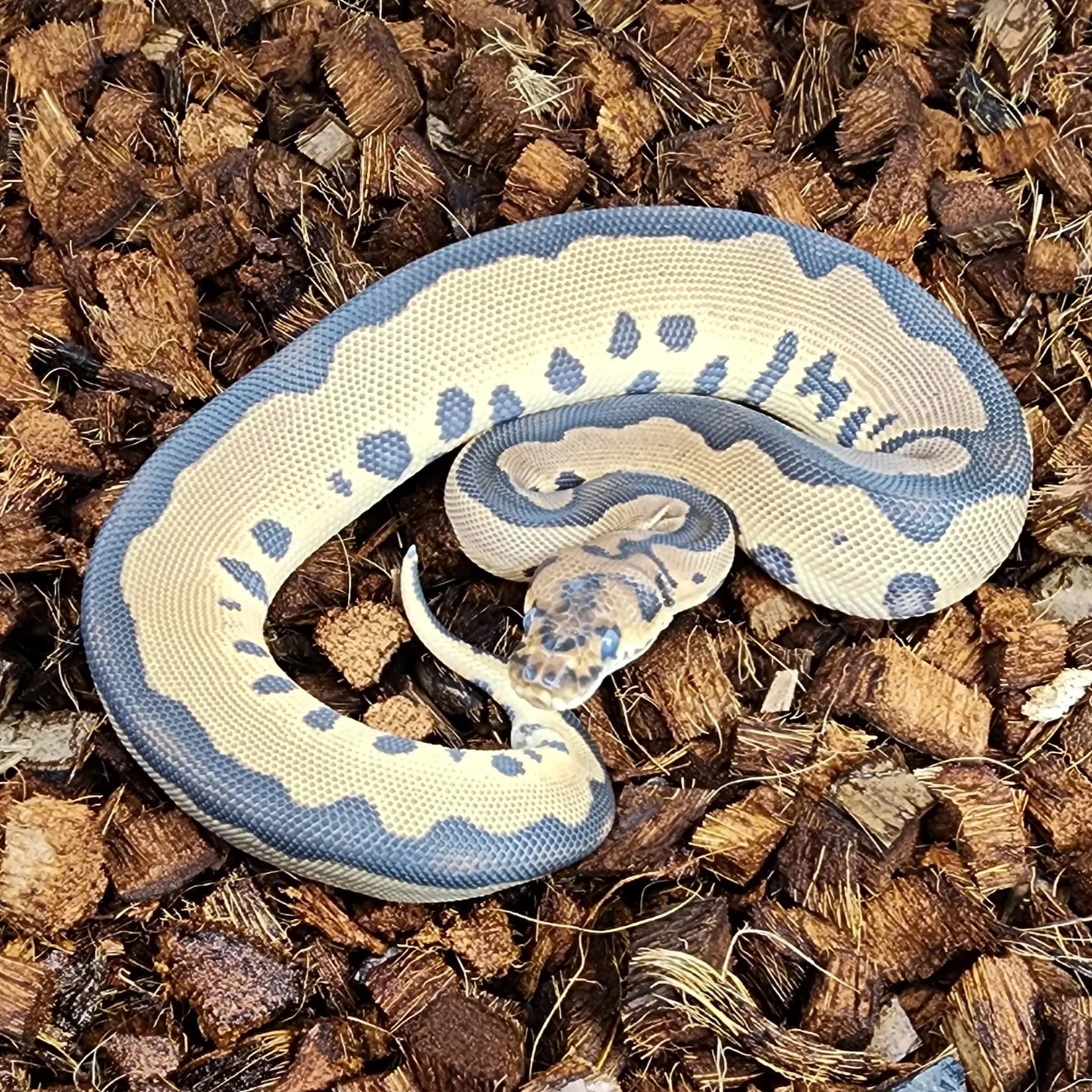 OD Leo Clown Ball Python by Sett-O Balls - MorphMarket