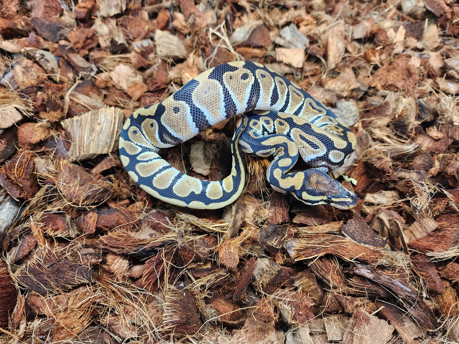 Het Dg Het Clown Ball Python by Setto Snake - MorphMarket