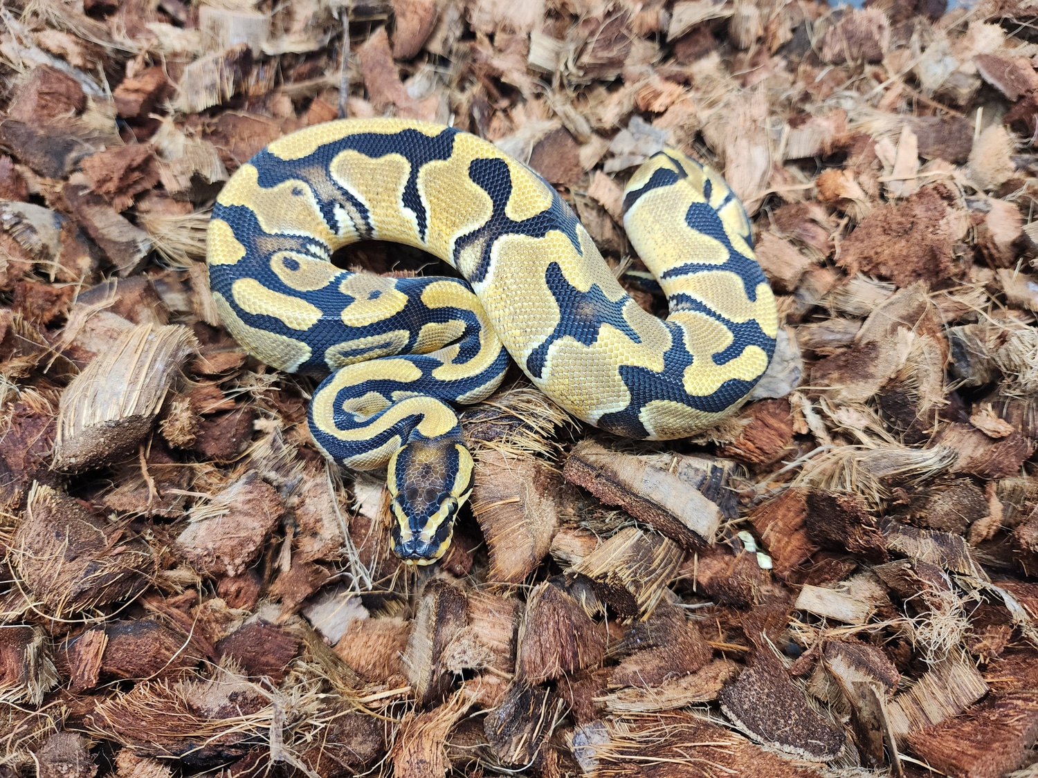 Enchi Yb DH Clown Pied Ball Python by Setto Snake - MorphMarket