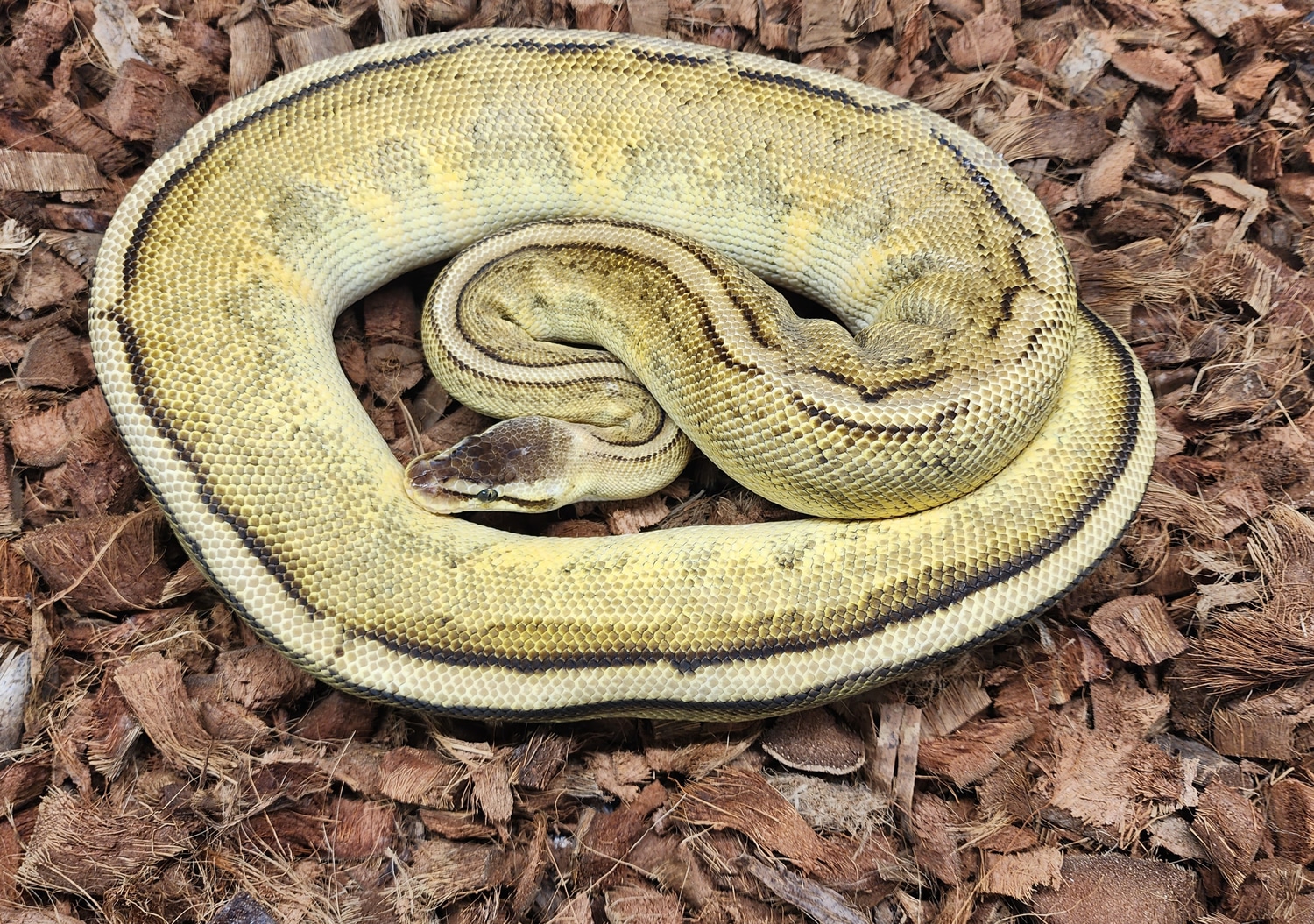 Pastel YB Genetic Stripe Ball Python by Setto Snake - MorphMarket