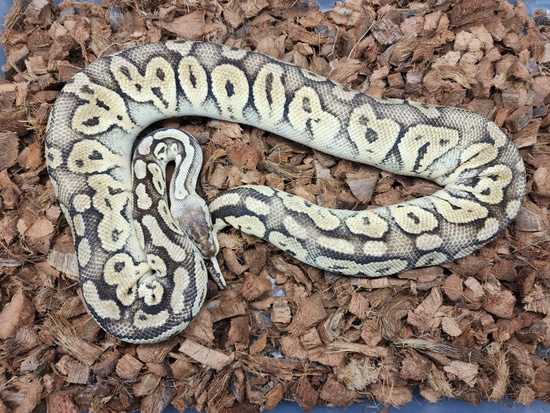 Super Pastel Bongo Ball Python by Setto Snake