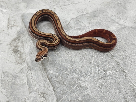 Inca Motley Hypo Het T+ Boa Constrictor by Setto Snake